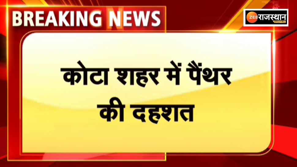 Panther after sighting of panther in Kota city injured an elderly ...