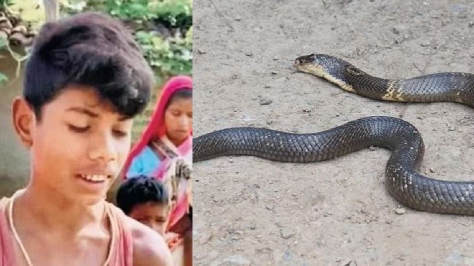 Snake dies after biting 8 year old child Chhattisgarh, child is safe