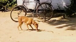 Dog Snake Fight Viral की ताज़ा खबरे हिन्दी में | ब्रेकिंग और लेटेस्ट ...