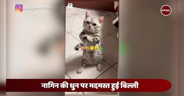cat seen doing nagin dance in a cute way watch cute animal dancing ...