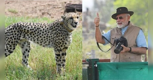 Cheetah in Kuno Palpur Park 2 male leopards in big enclosure pm modi ...