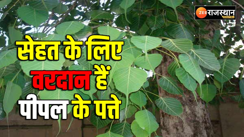 Health Tips Drinking peepal leaf juice every morning will strengthen ...