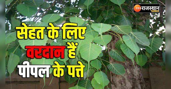 Health Tips Drinking peepal leaf juice every morning will strengthen ...