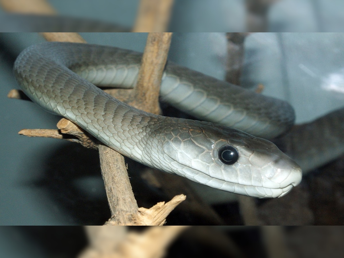 black mamba face off call to death Two drops of this snake venom enough ...