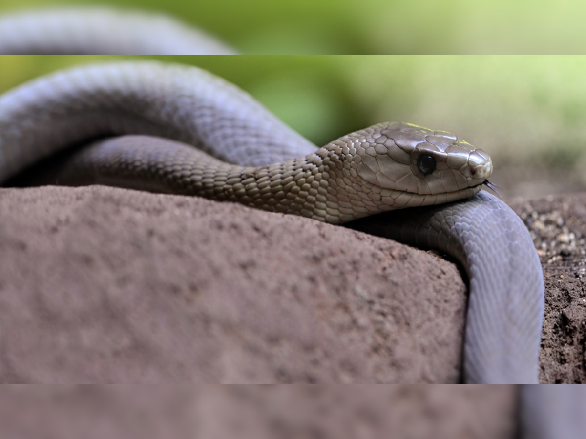 black mamba face off call to death Two drops of this snake venom enough ...