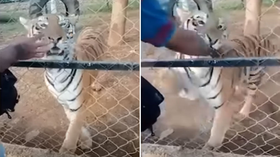 shocking video of bengal tiger attacking man in cage of zoo viral ...