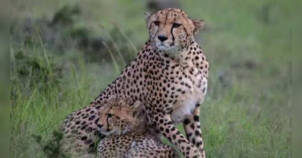 cheetahs were quarantined due to fear of the dreaded leopard sheopur kuno national park Cheetah ...