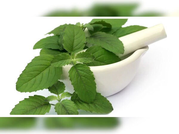 tulsi health benefits eating basil leaf daily beneficial in infection ...