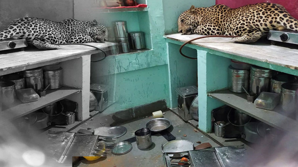 wild animal panther attack people entered in house terror of panther in ...