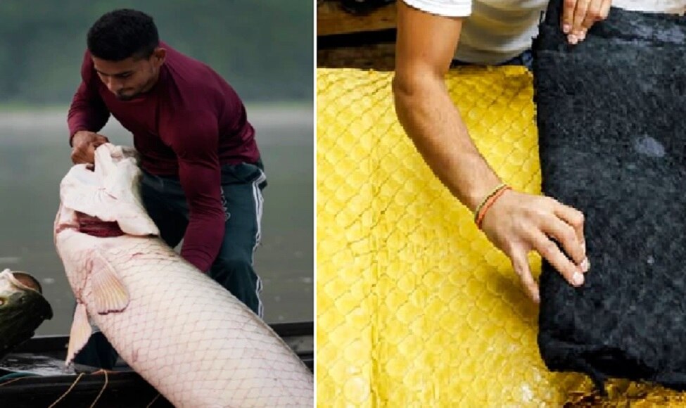 pirarucu fish skin so costly is makes bag worth of more than one lakhs ...