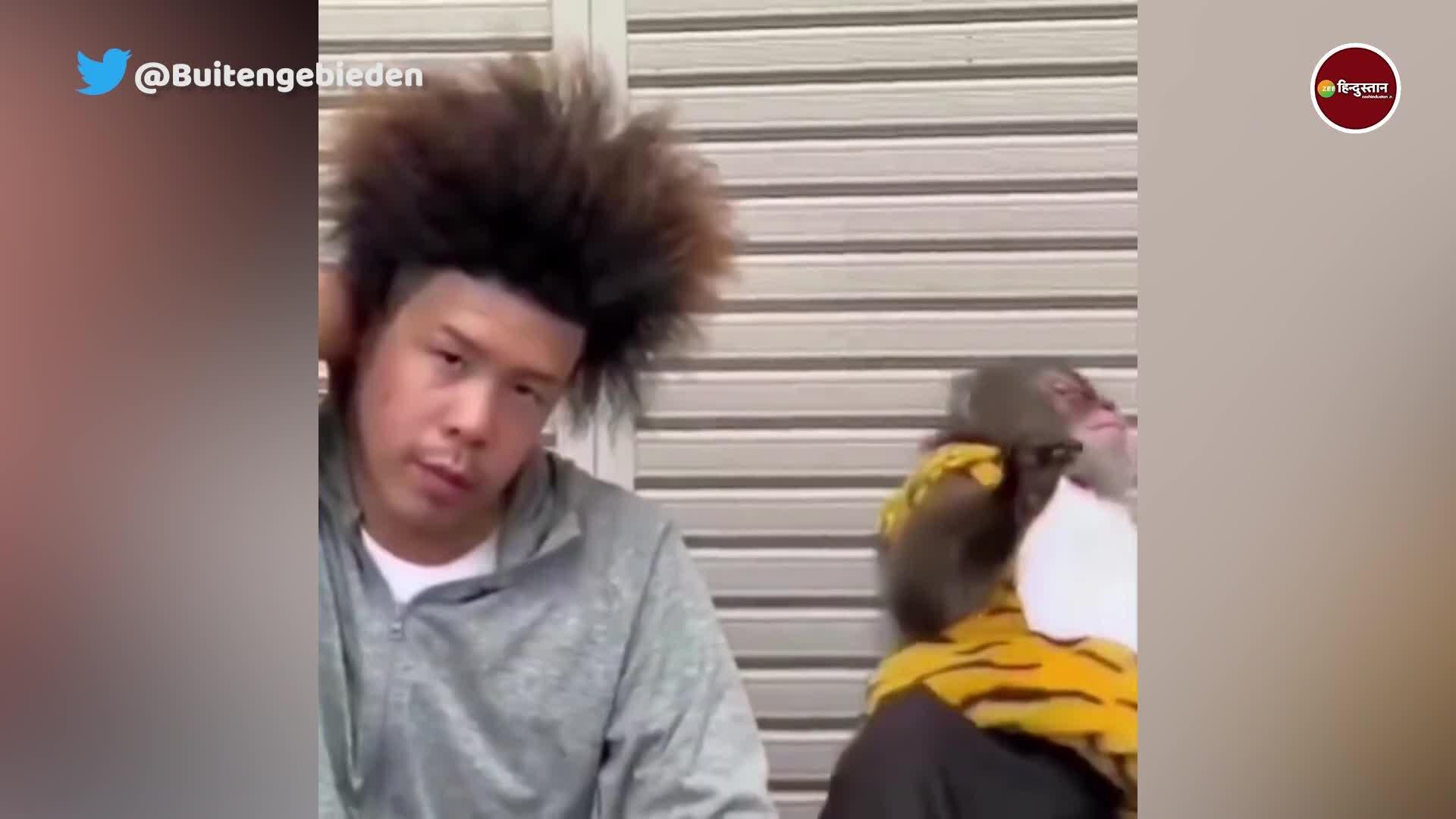 Monkeys Reaction To This Man Bizarre Hairstyle Will Make You Go Rofl ...