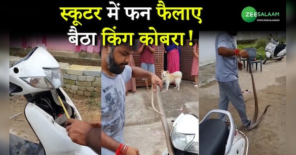 King Cobra Sitting On A Scooter rszs