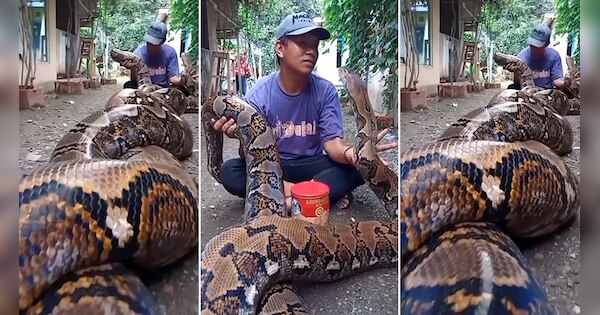 man sitting with python snake dangerous big venomous poisonous python snake viral video | Python ...