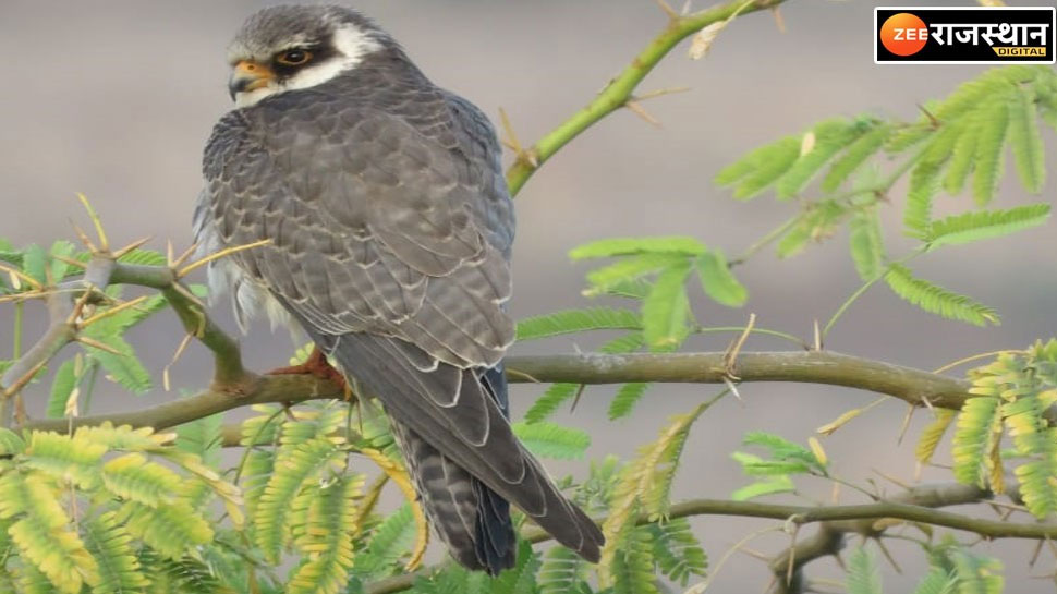 Amur Falcon bird seen for first time on Sundelao pond of Jalore because ...