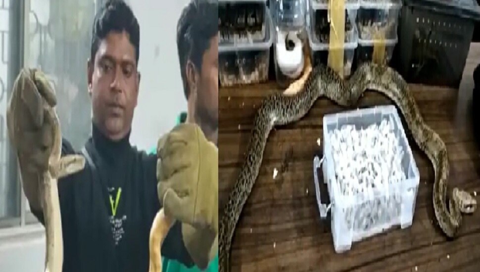 Snakes Smuggling International Market Woman Arrested And Police engaged in further investigation ...