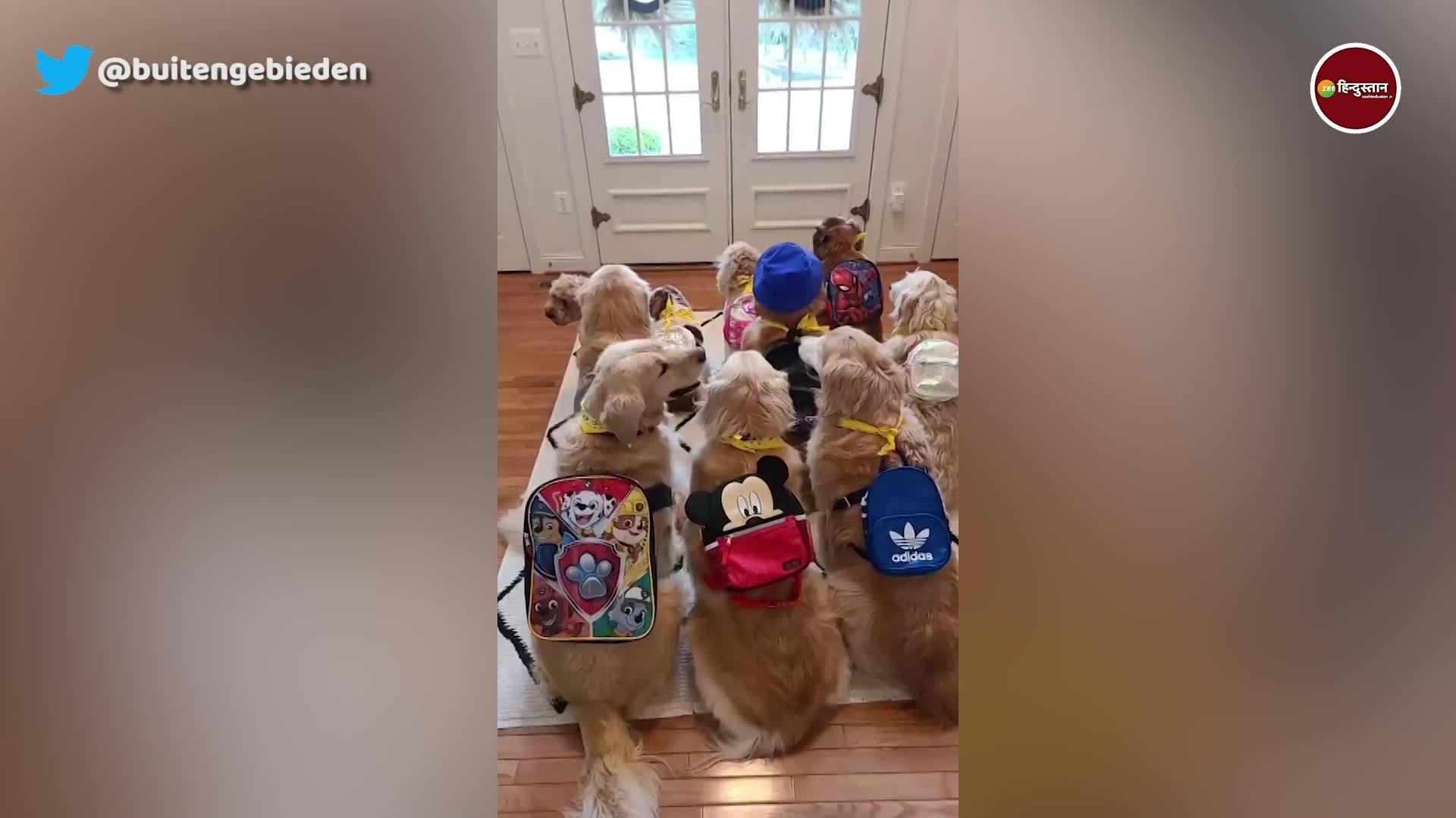 cute viral video of dogs getting ready for school | क्या आपने कभी डॉग्स ...
