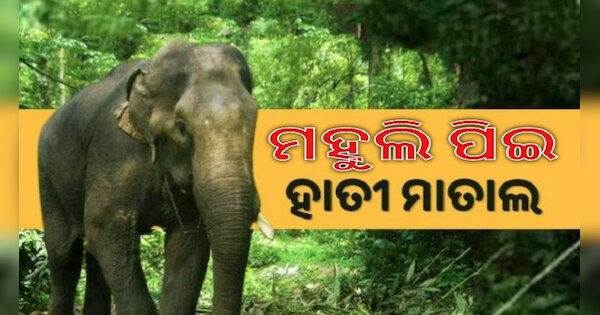 Odisha Elephant: ମହୁଲି ପିଇ ଜଙ୍ଗଲରେ ଶୋଇ ଗଲେ ଦୁଇ ହାତୀ! ବନ ବିଭାଗ କହିଲା...