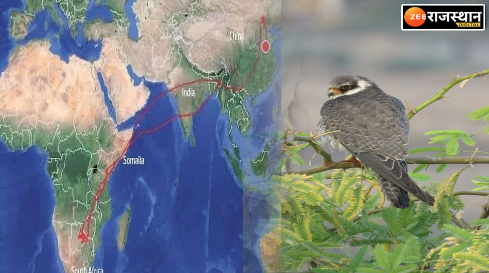 Rajasthan Amur Falcon bird seen for first time on Sundarelava pond ...