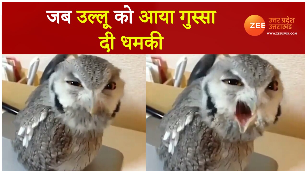 Owl gets angry shout saying abe oye dnzmp | जब उल्लू को आया गुस्सा, ऐसे ...