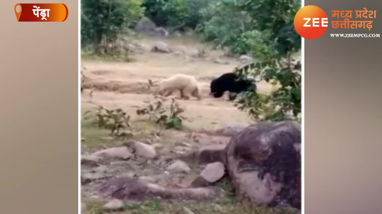 white bear seen playing with mother in forest safed bhalu ka cutest ...