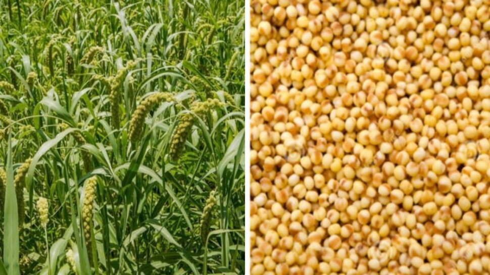 Odisha farmers interest in Millet Farming is increasing in Mohana Block ...