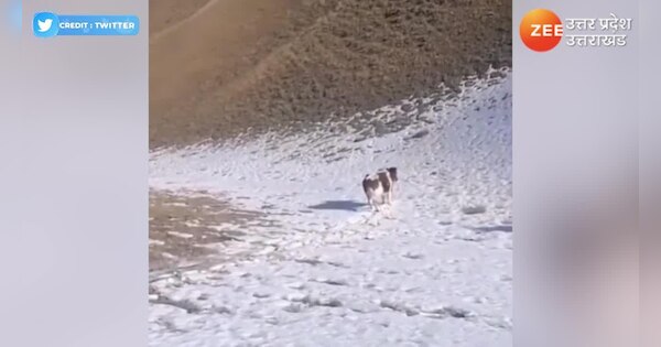 Social media viral video cow seen enjoy slipping on Snowy hill video ...