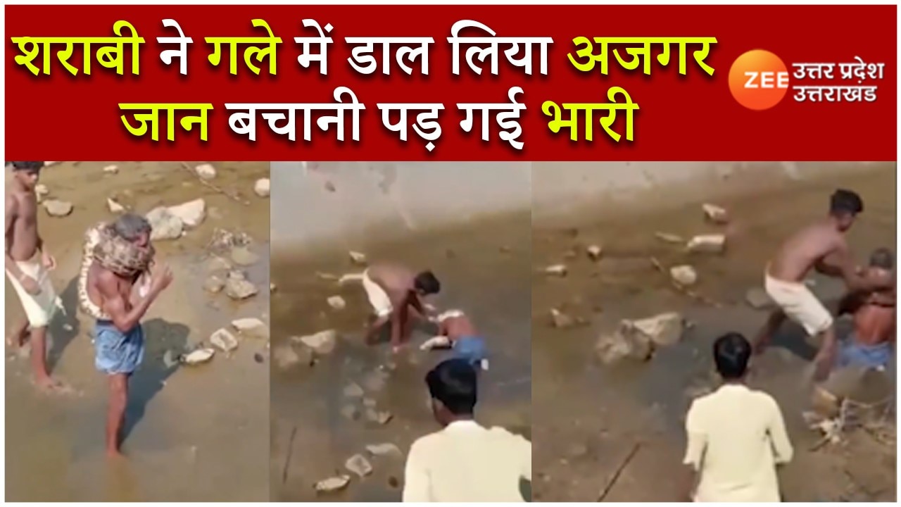 Drunk man wrap Python around his neck in jharkhand son save him before ...