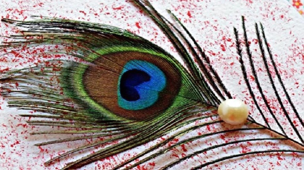 vastu tips peacock feather remedies for love life mor ke pankh peacock feather right direction ...