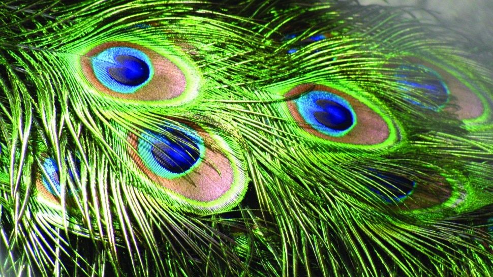 vastu tips peacock feather remedies for love life mor ke pankh peacock feather right direction ...