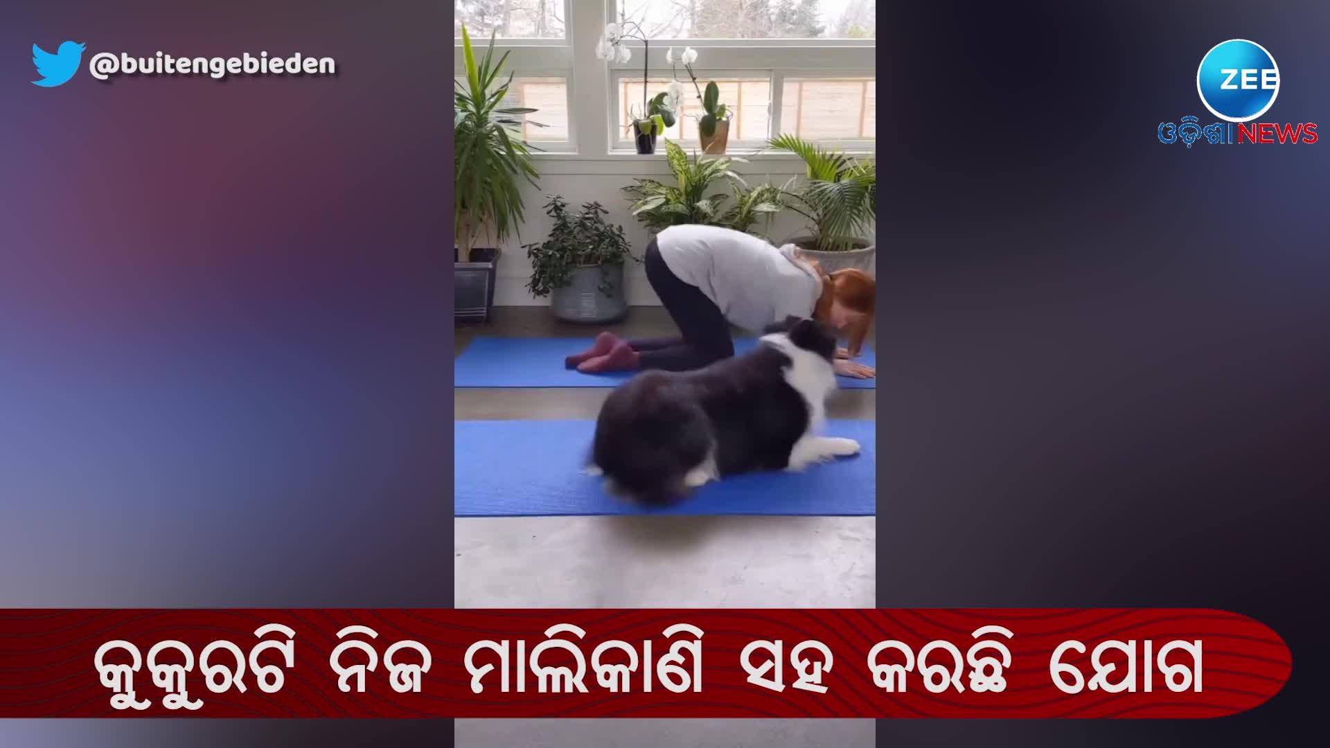 Dog Performs Yoga Imitating Its Girl; Cute Video Goes Viral | ମାଲିକ ସହ ...