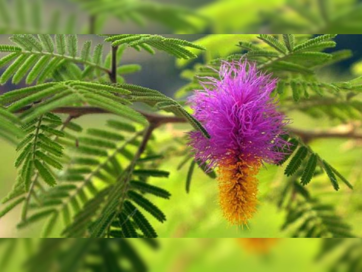Vastu Plant: घर के मेनगेट पर लगा ये पौधा धन को करता है तेजी से आकर्षित ...