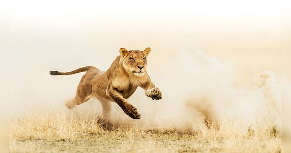 lioness attacking safari vehicle of tourist stunning video will confuse ...