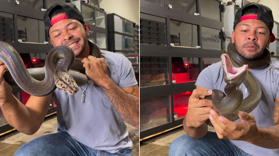 dangerous python snake attacking man neck risks his life snake threat ...