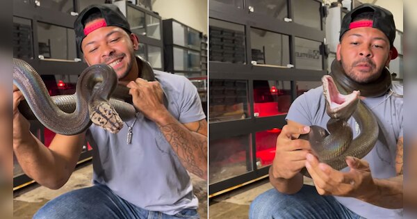 dangerous python snake attacking man neck risks his life snake threat ...