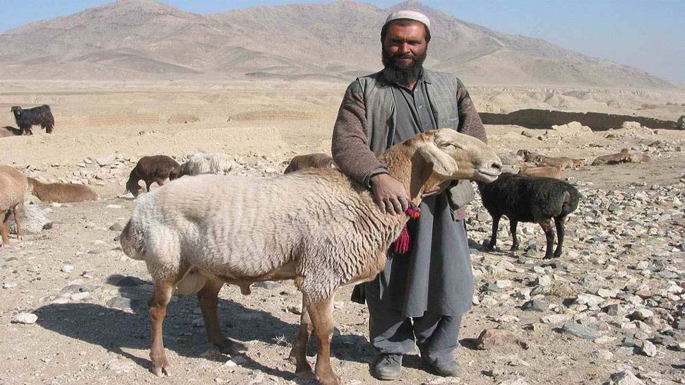 Afghanistan Herat province Taliban take lamb testicles off the menu ...