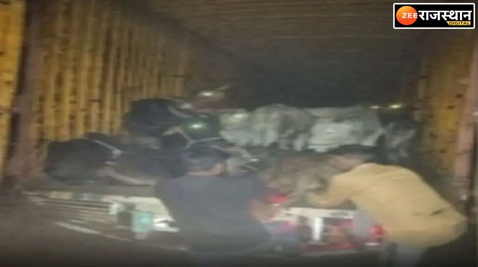 Alwar News Ramgarh police took action against cow smuggling and freed 38 cows | Alwar News ...