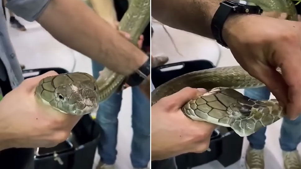 shocking snake shedding skin lucky viral never seen before video ...