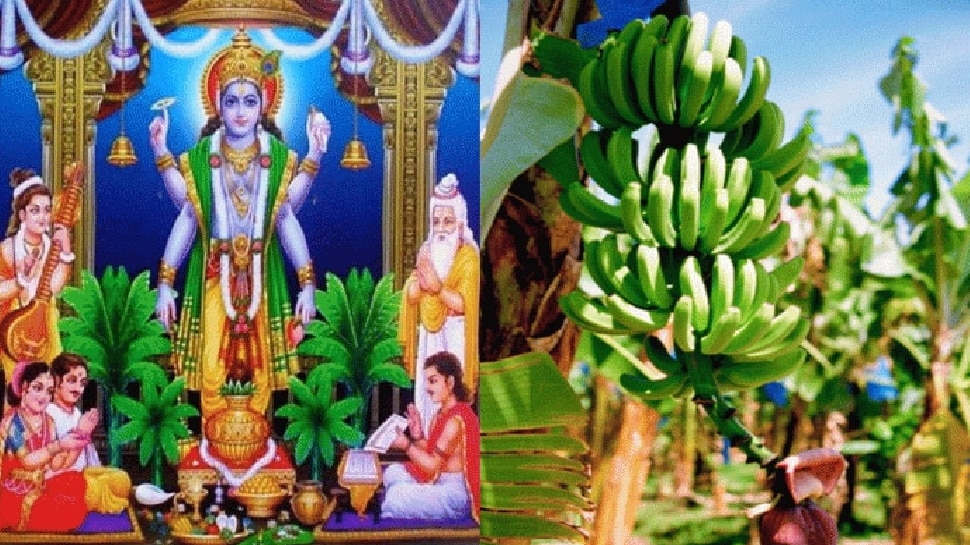 Vastu Tips For Banana Tree Puja Vidhi Kele Ka Ped Kis Disha Me Lgana vastu-tips-for-banana-tree-puja-vidhi-kele-ka-ped-kis-disha-me-lgana