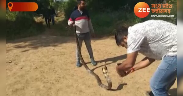 King cobra snake fell in well Unconscious when pulled out see what ...