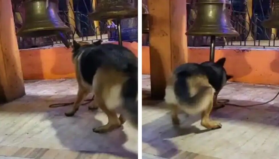 german shepherd dog ringing bell inside the temple viral video on ...