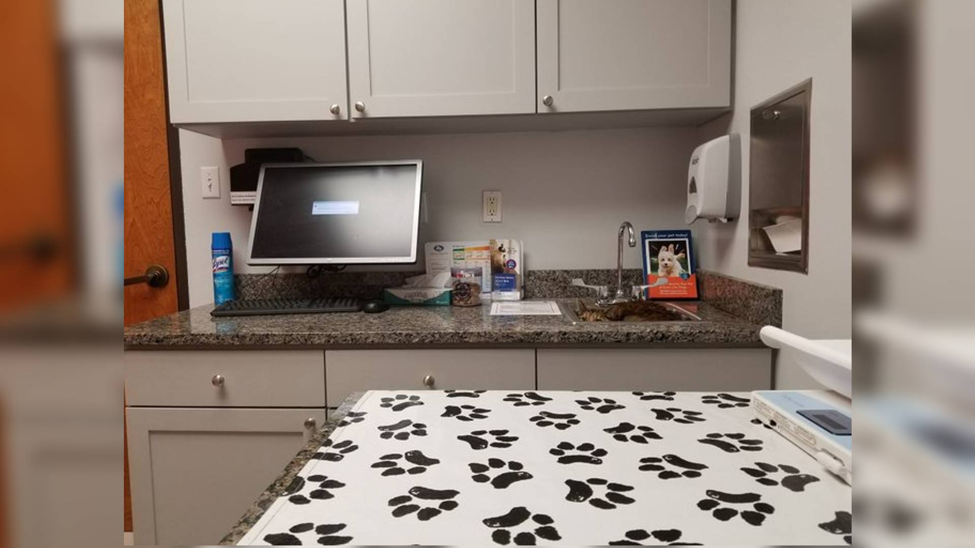 khojo to jaane find hidden cat in room viral illusion brainstorming ...