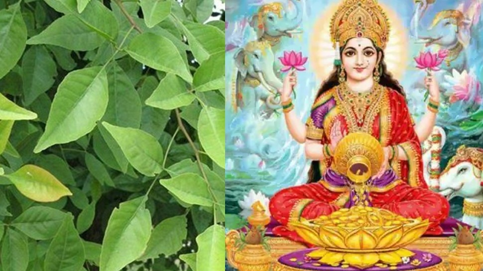 Benefits direction of planting bilvapatra vine leaves in house bel ...