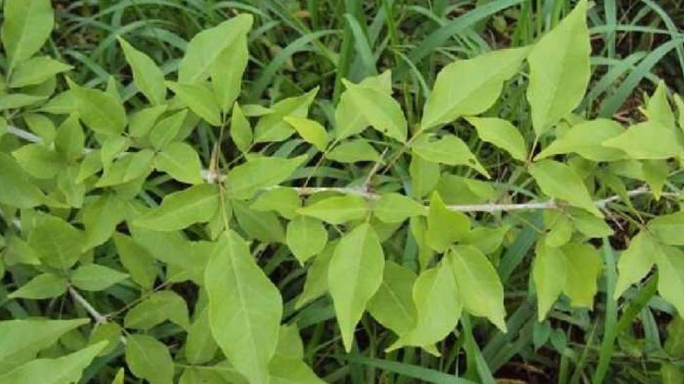 Benefits direction of planting bilvapatra vine leaves in house bel ...