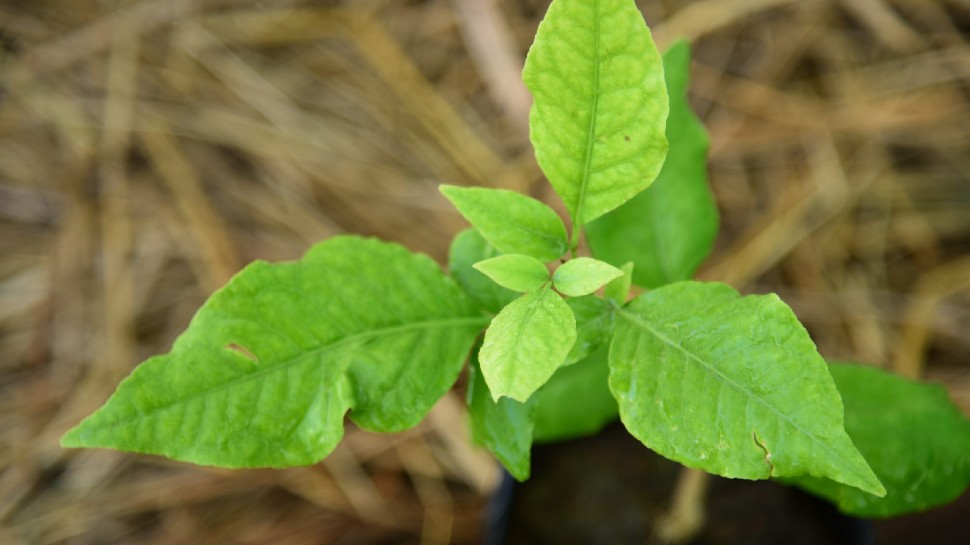 Benefits direction of planting bilvapatra vine leaves in house bel ...