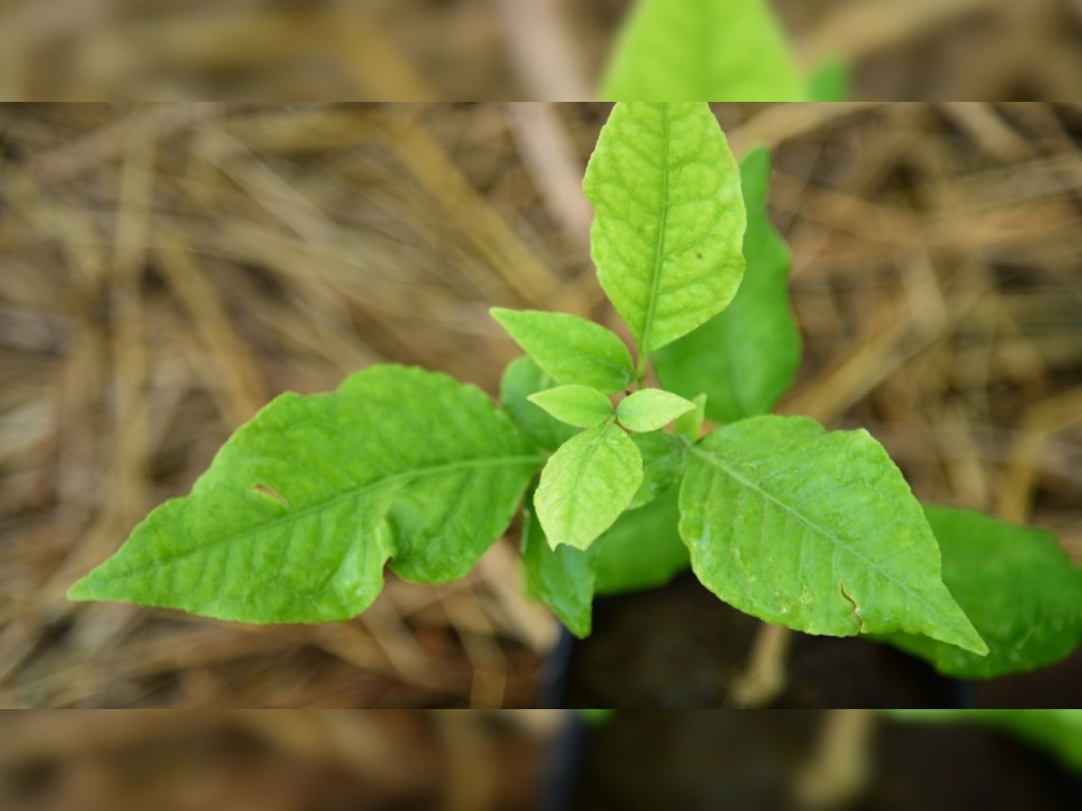 Benefits direction of planting bilvapatra vine leaves in house bel ...