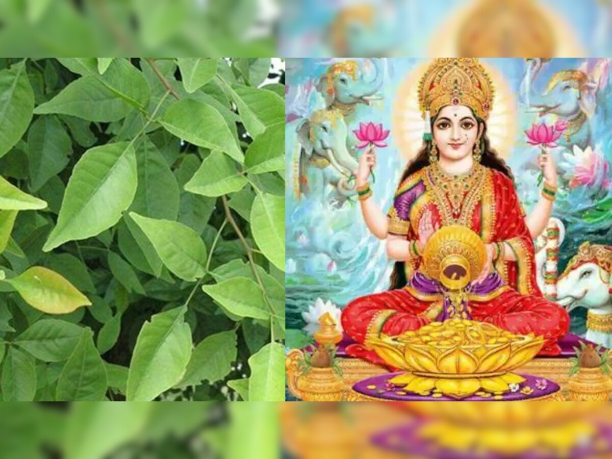 Benefits direction of planting bilvapatra vine leaves in house bel ...