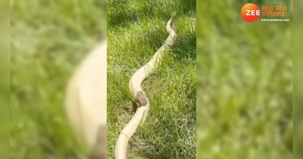 Frog ride on snake back sanp ke peeth par baitha mendhak watch khatron ...