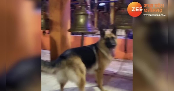 German Shepherd dog worshiping God in temple kutta mandir me baja raha ...