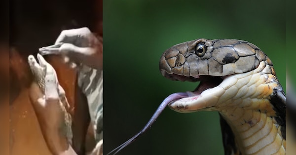 King cobra snake fangs removed with nail cutter panic spread due to ...