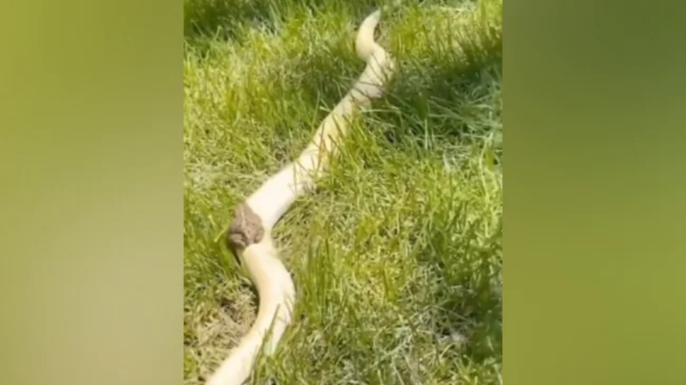 Frog riding dangerous snake video goes viral users says player of ...